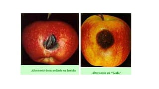 Daños fisiologicos en frutas y verduras | PPTX