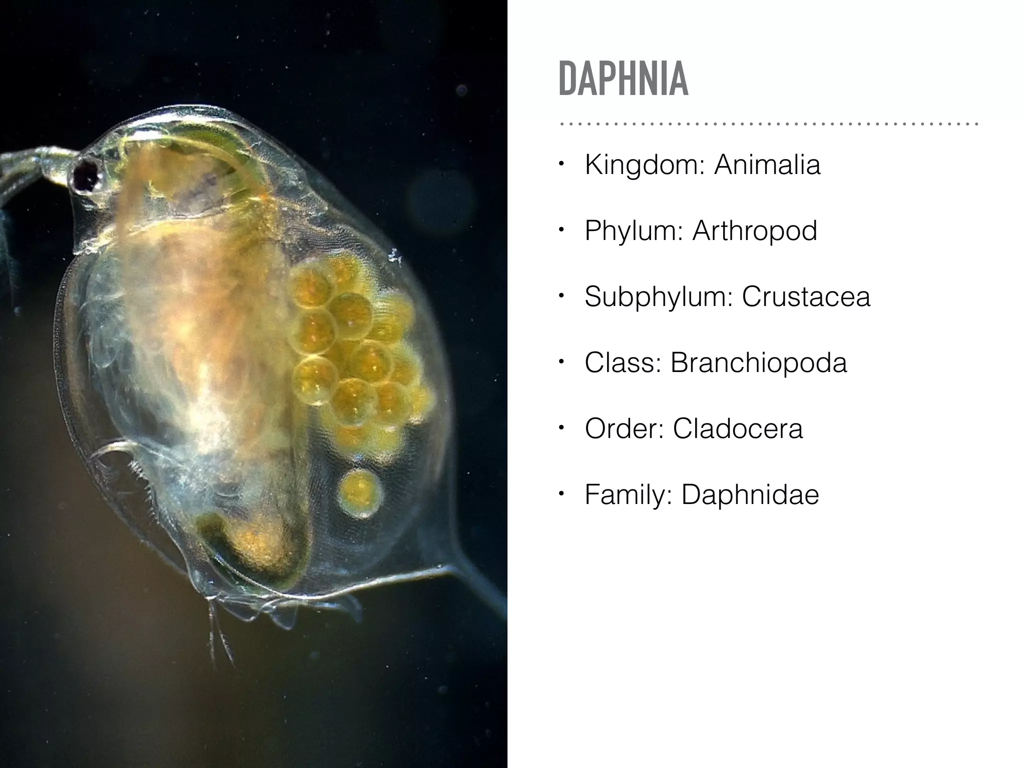 Daphnia | PDF