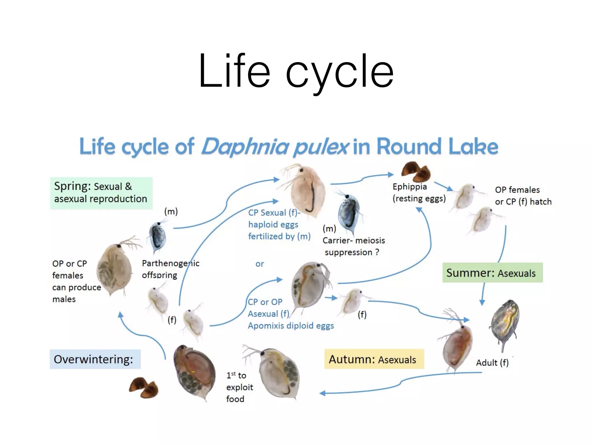 Daphnia | PDF