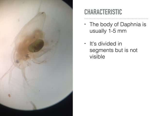 Daphnia | PDF