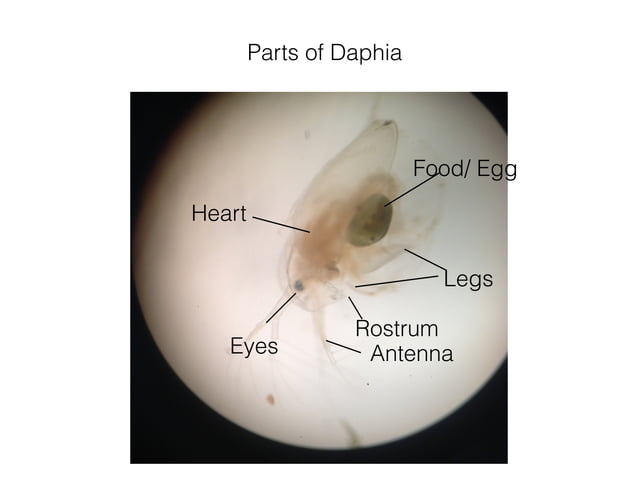 Daphnia | PDF