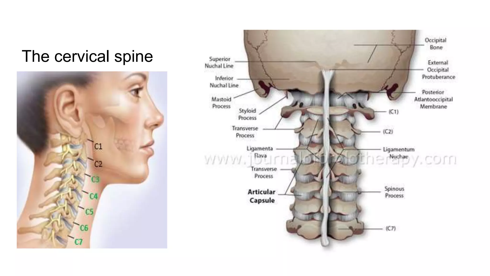 Spinal Immobilisation | PPTX