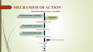 Dapson | PPTX