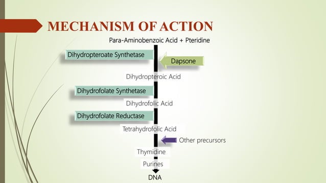 Dapson | PPTX | Skin and Dermatology | Diseases and Conditions