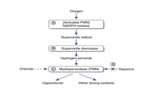 DAPSONE drug uses, mechanism and review dermatology | PPTX
