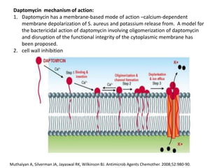 daptomycin.pdf