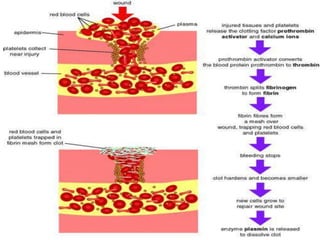 Darah-Anatomi & Fisiologi | PPTX