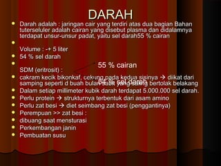Darah | PPT