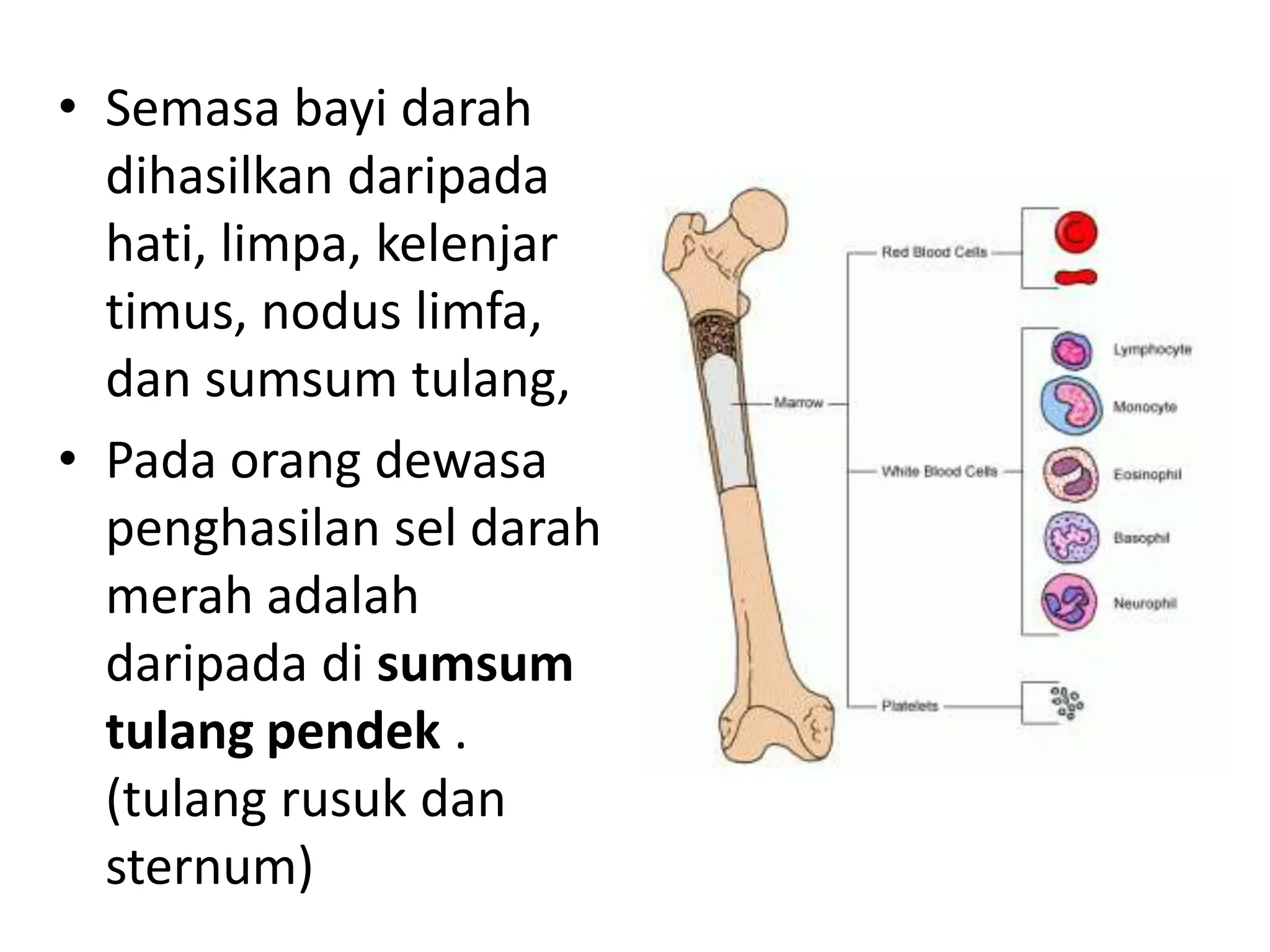 Darah anatomi fisiologi edit3 | PPTX