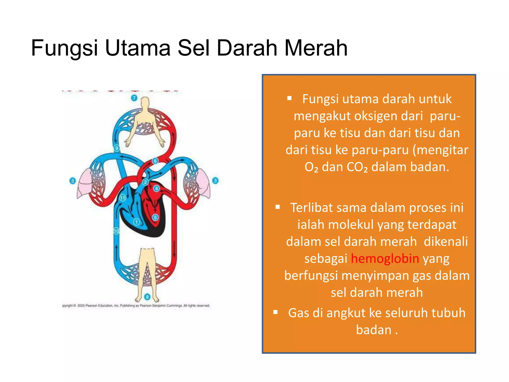 Darah anatomi fisiologi edit3 | PPTX