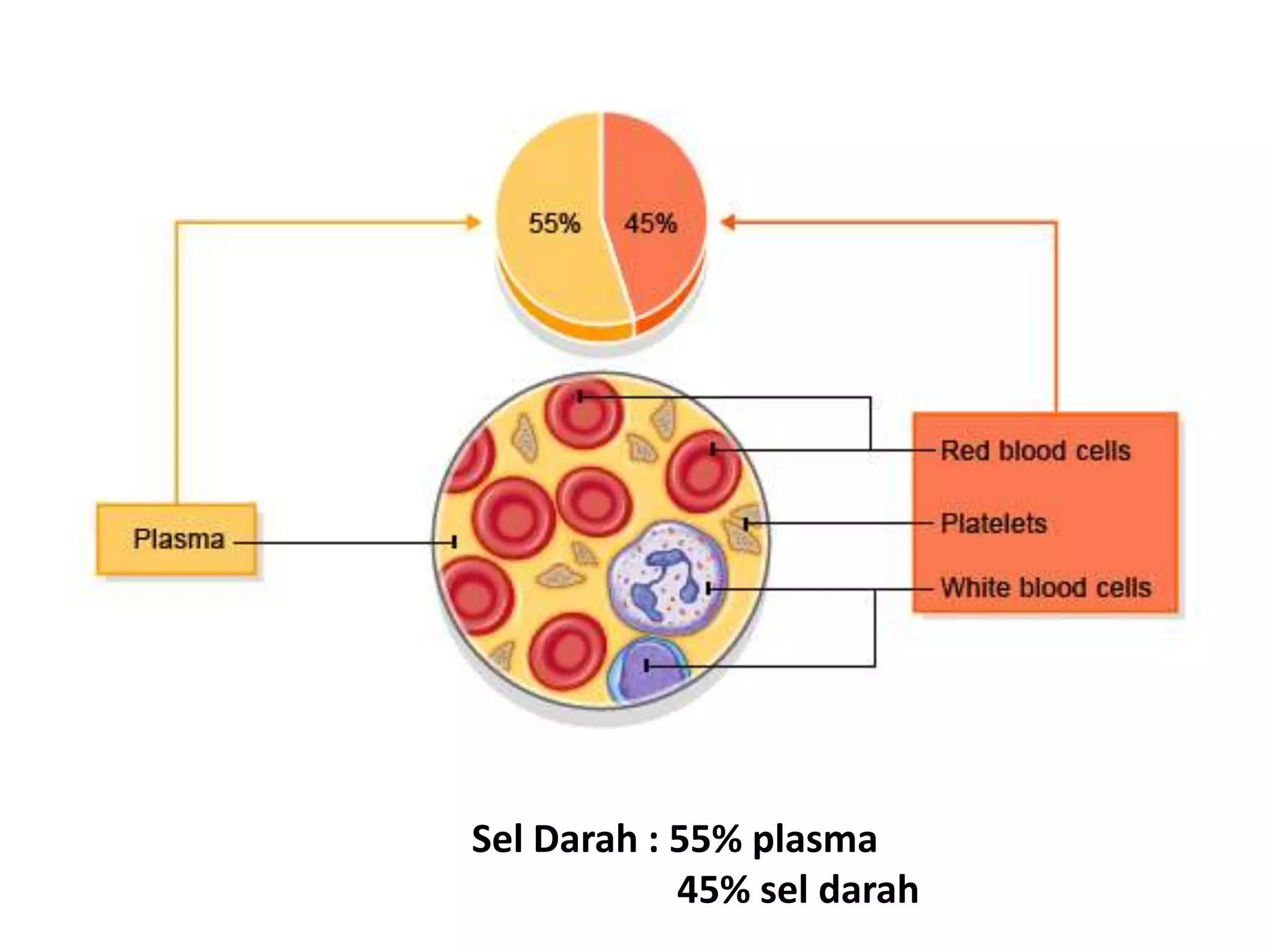 Darah anatomi fisiologi edit3 | PPT