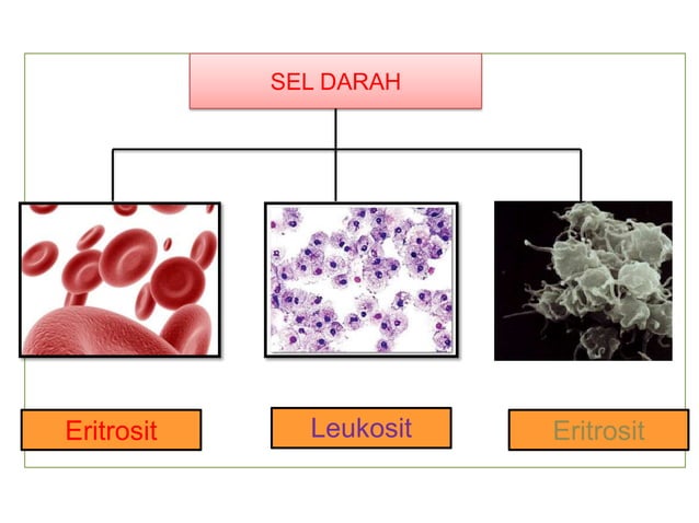 Darah anatomi fisiologi edit3 | PPTX