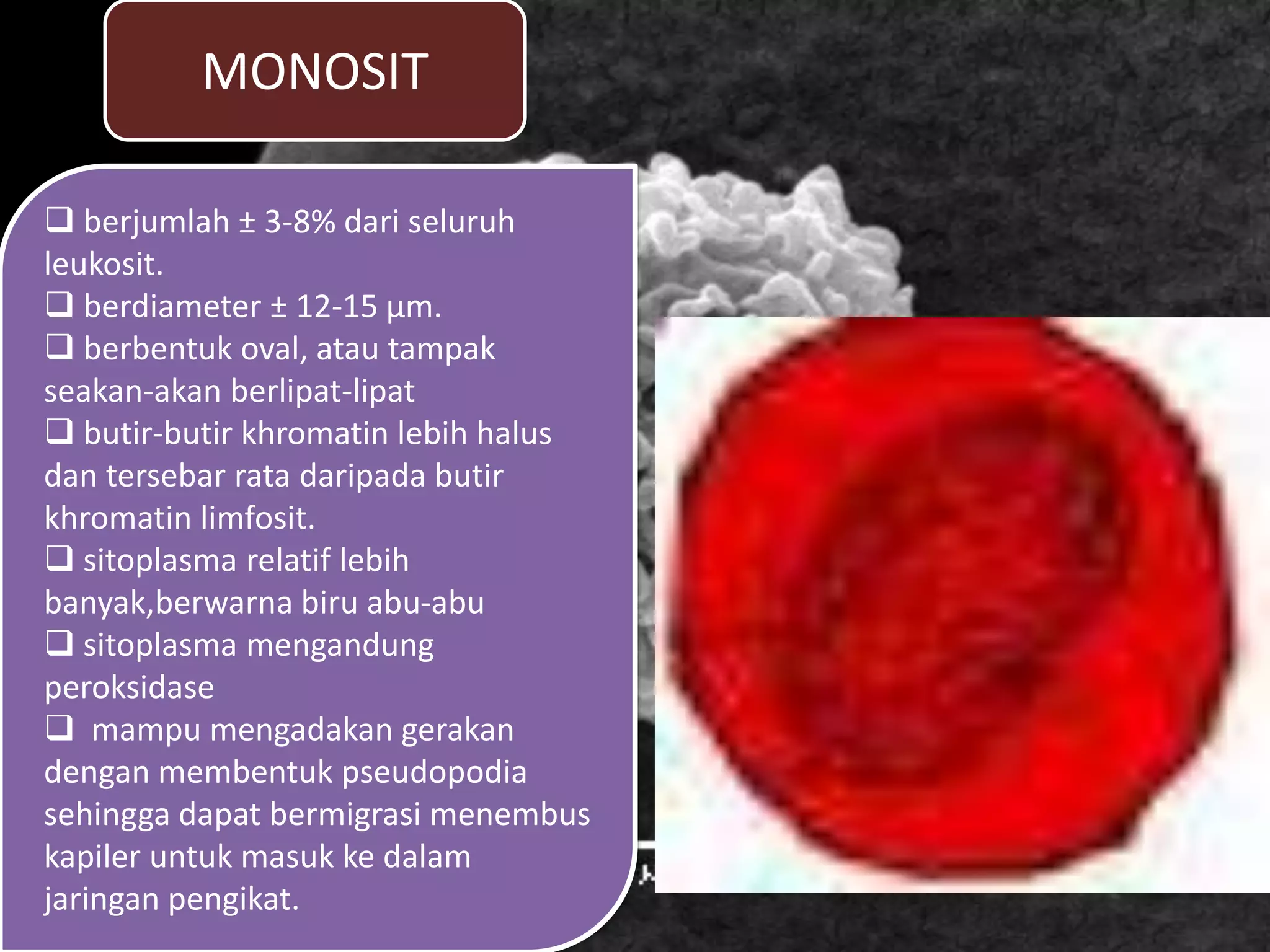Jaringan Darah (Blood Tissue) | PPTX