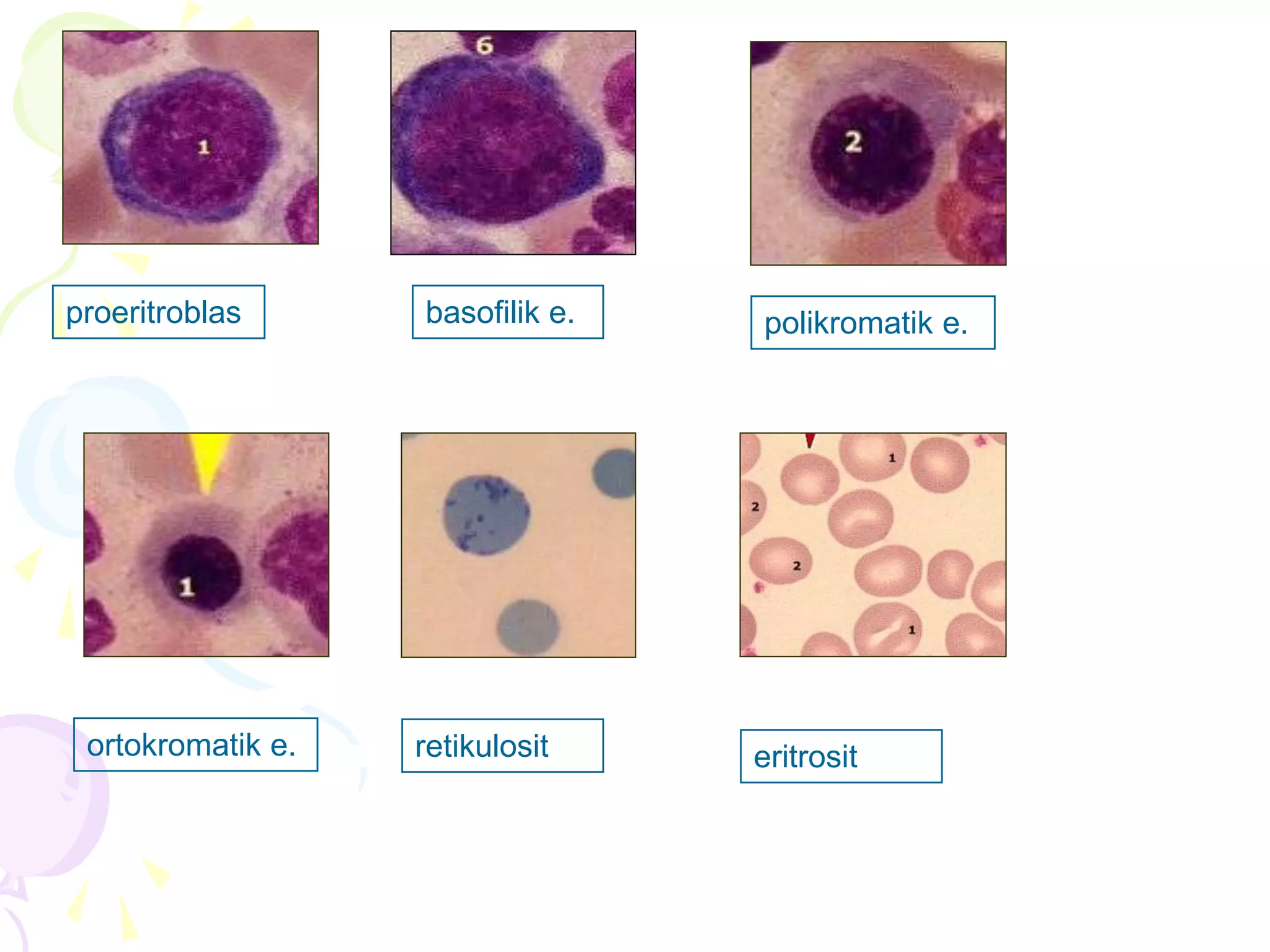 DARAH LENGKAP & bmp.pdf