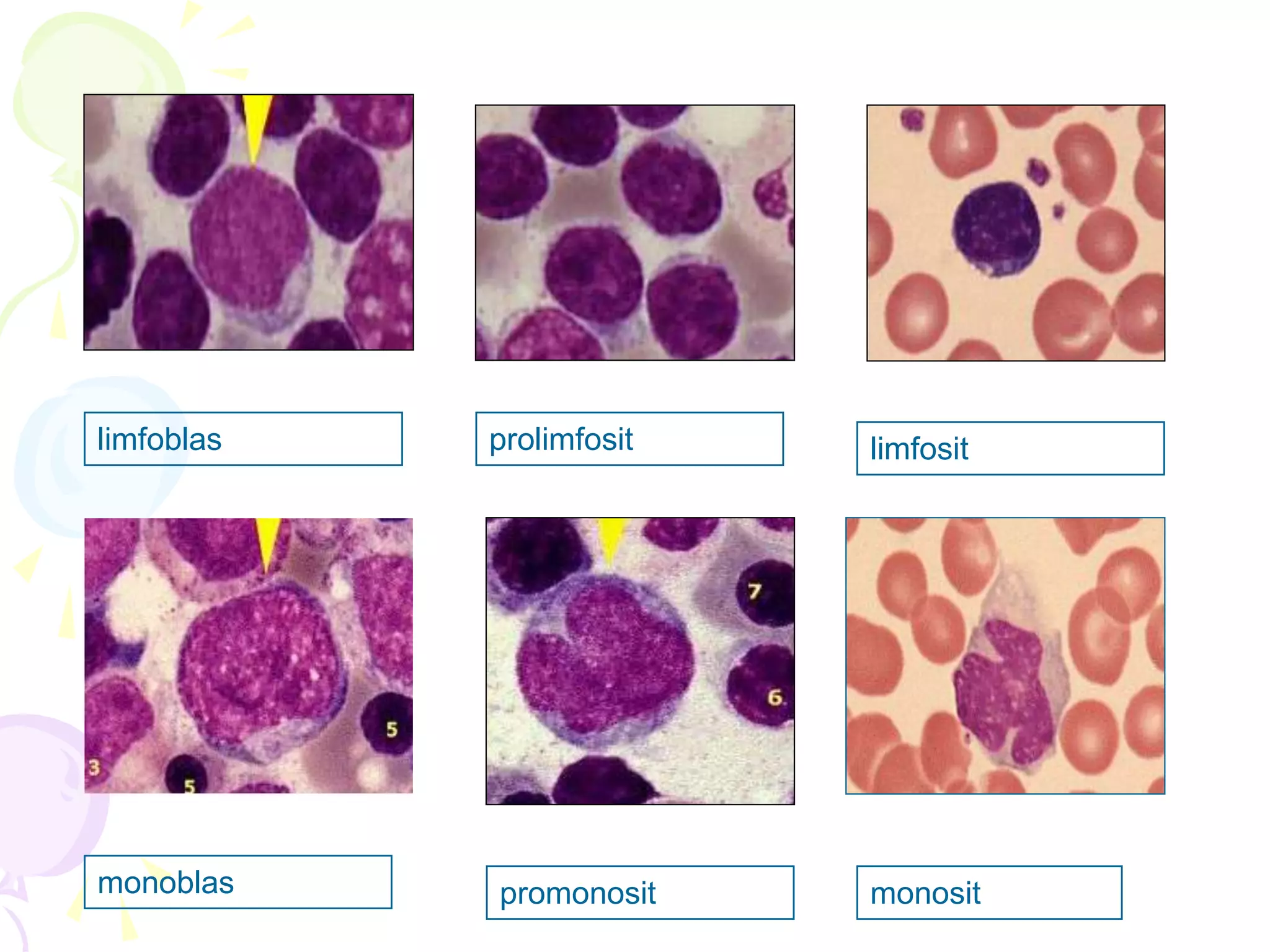 DARAH LENGKAP & bmp.pdf