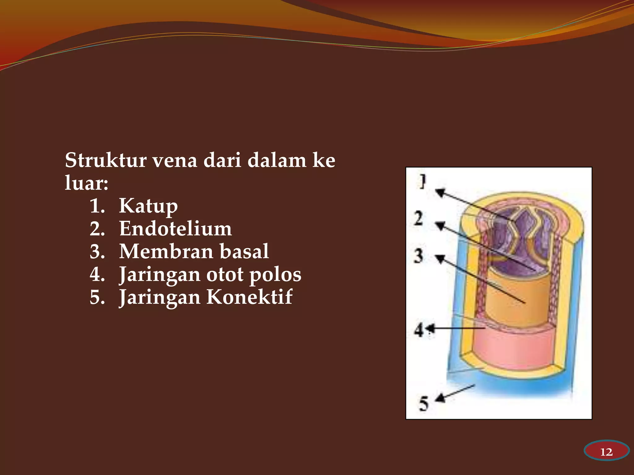 ppt Sistem Sirkulasi Darah Manusia | PPTX