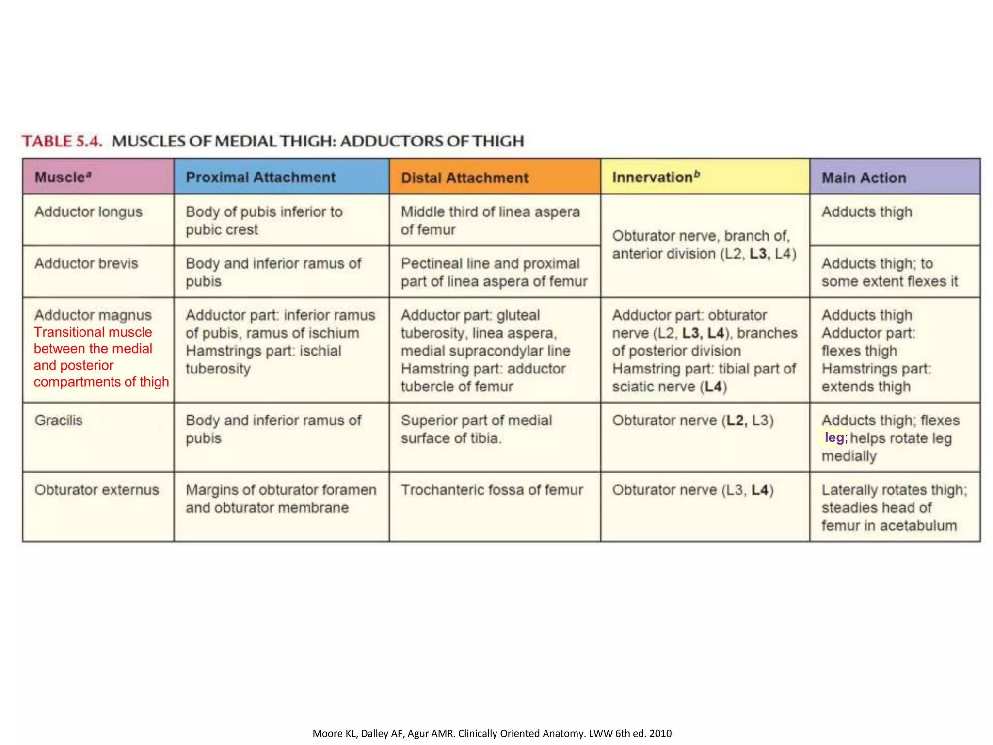 Daria PNG Lower limb muscles ATTACHMENTS AND INNERVATION.ppt