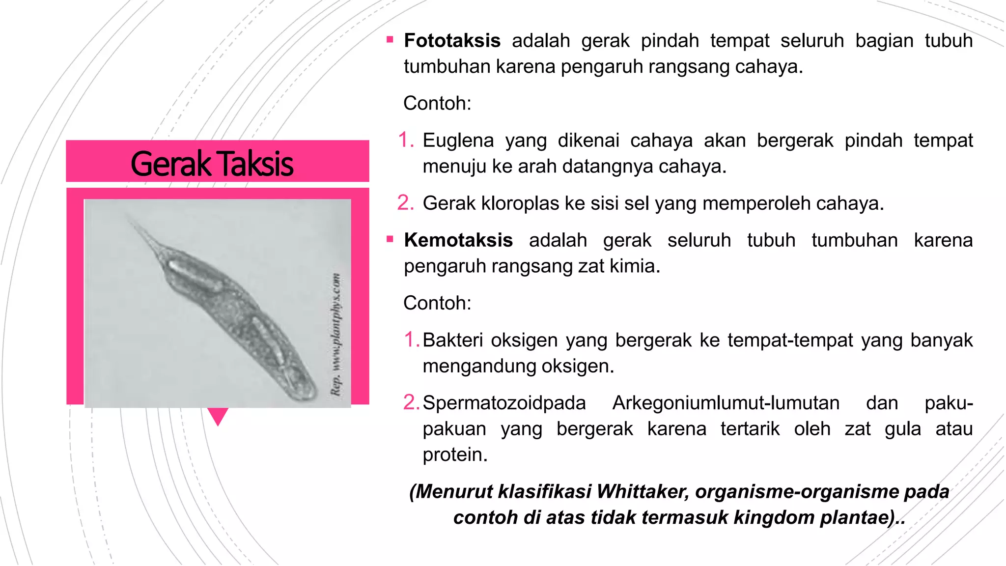 Daring 2 ipa kelas 8 (sistem gerak makhluk hidup gerak tumbuhan) | PPTX