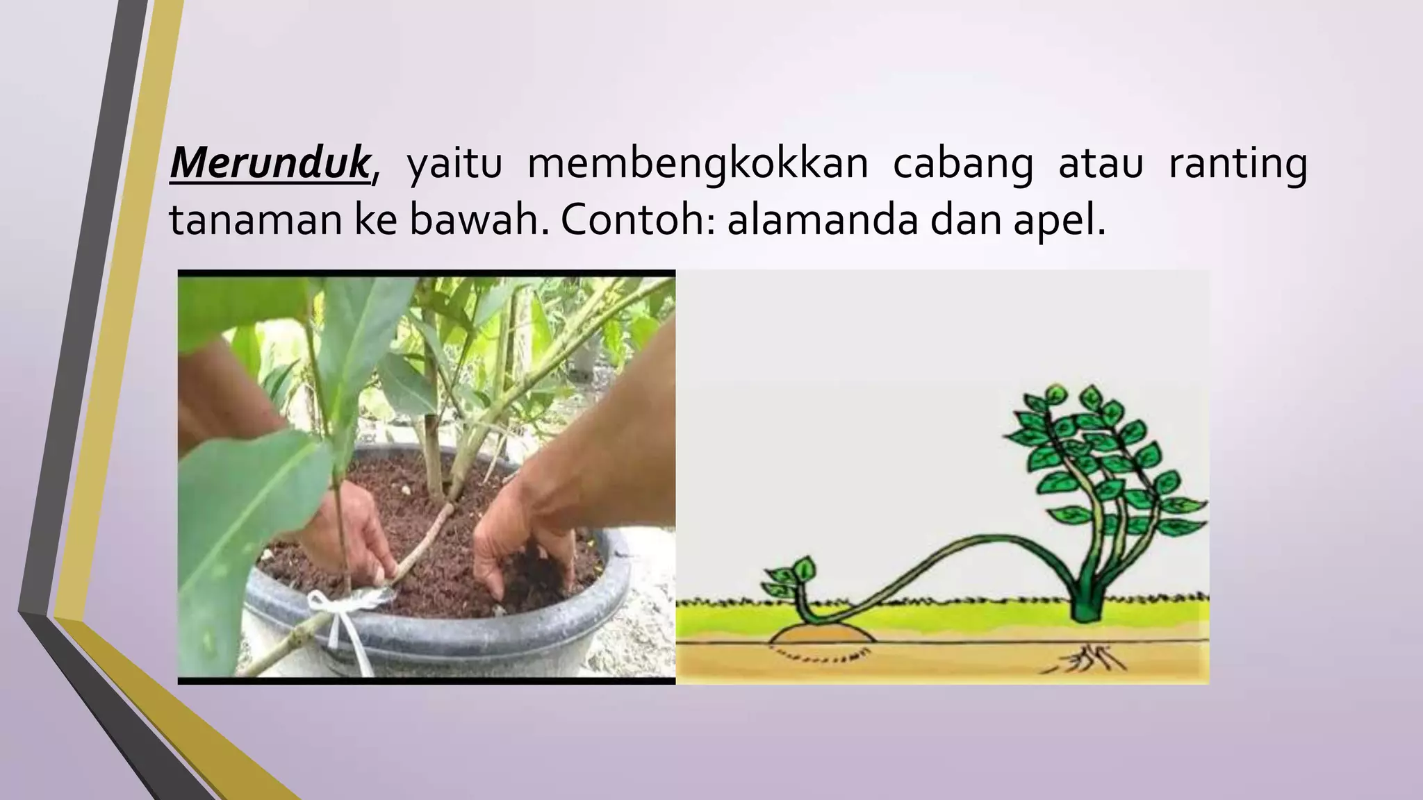 Daring 3 perkembangbiakan tumbuhan | PPTX