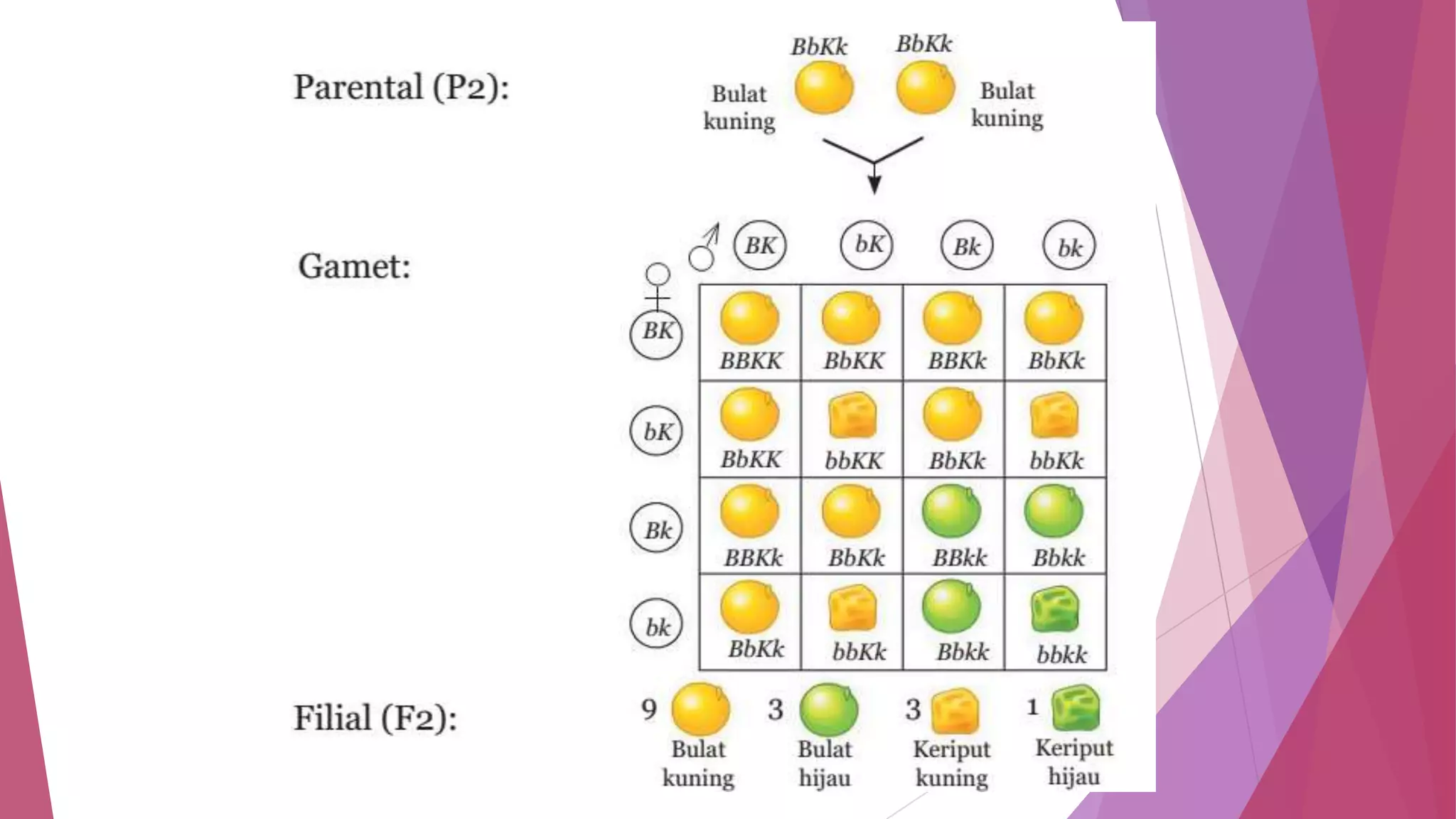 Daring 5 presentasi pewarisan sifat keturunan | PPT