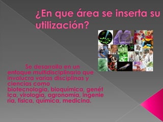 Darinka kaina 8ªa | PPTX