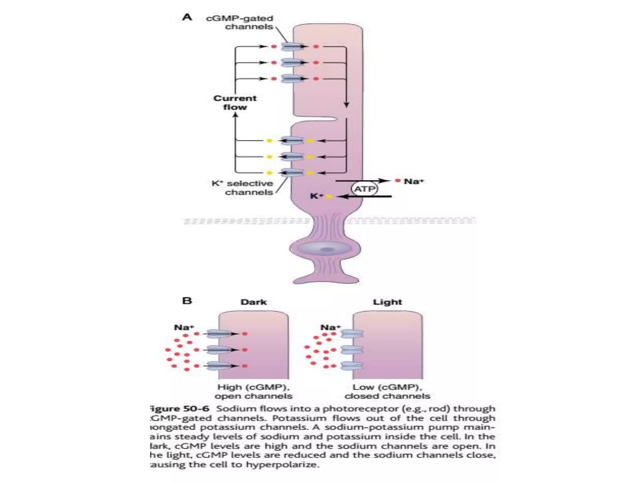Dark adaptation | PPTX