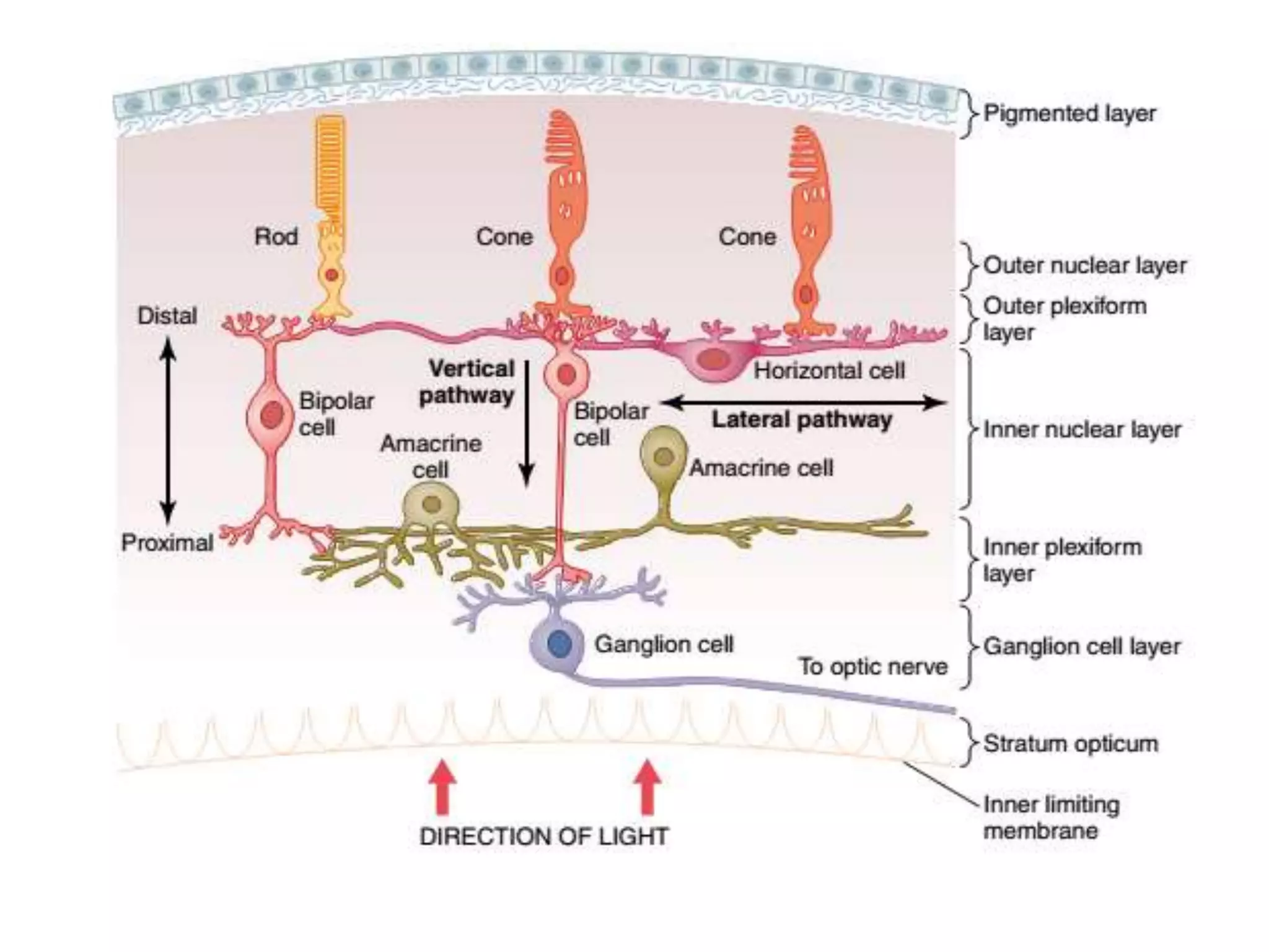 Dark adaptation | PPTX