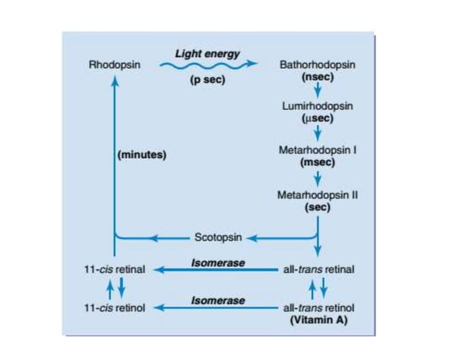 Dark adaptation | PPTX | Eye and Vision Conditions | Diseases and ...