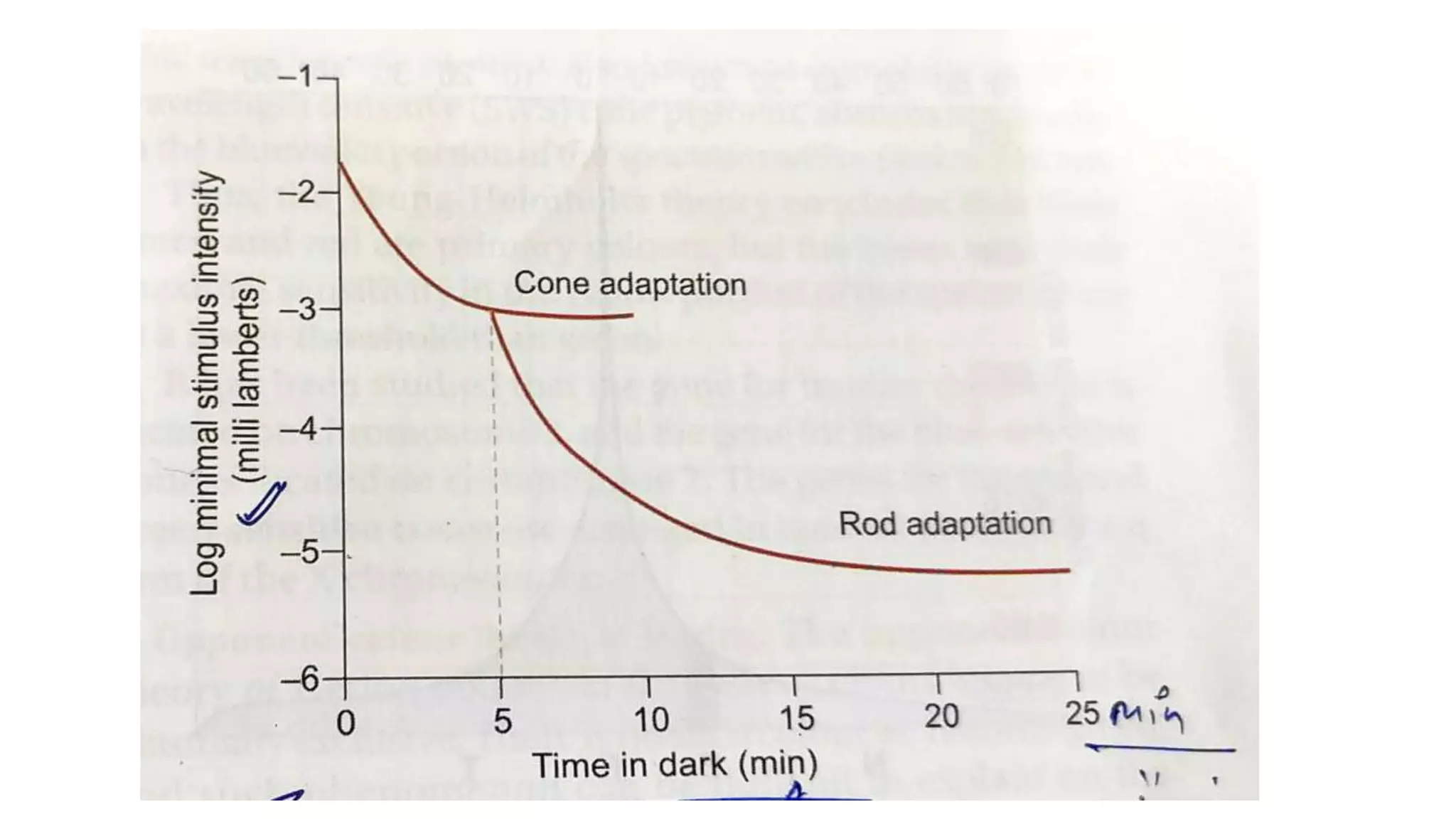 Dark adaptation.pptx