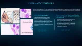 espermatogenesis ,caracteristicas ,y etapas | PPTX