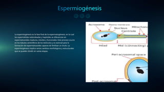 espermatogenesis ,caracteristicas ,y etapas | PPTX