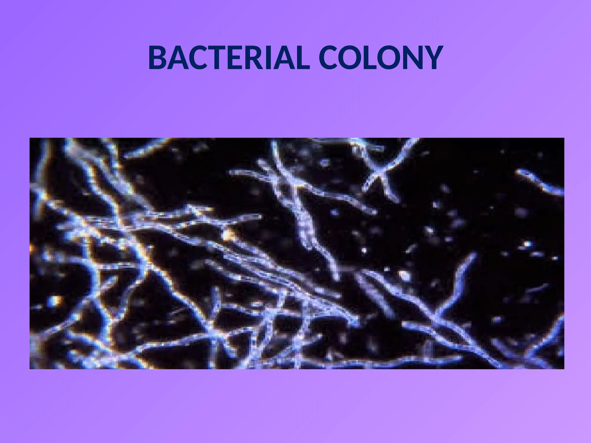 DARKFIELD MICROSCOPE presentation including all | PPTX