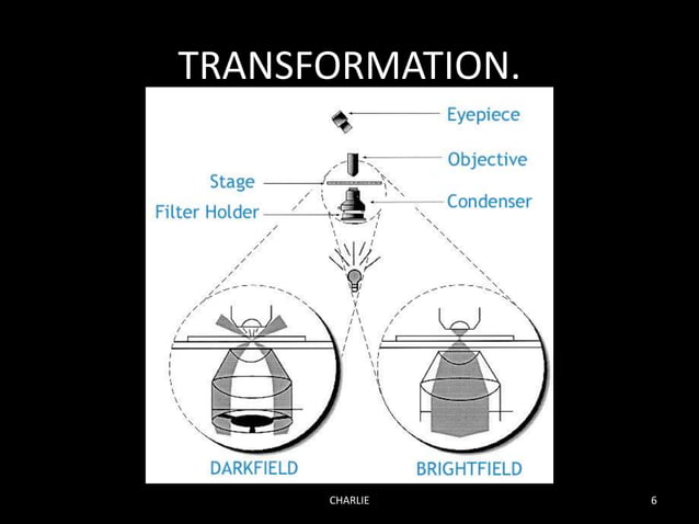 Dark field microscopy | PPT