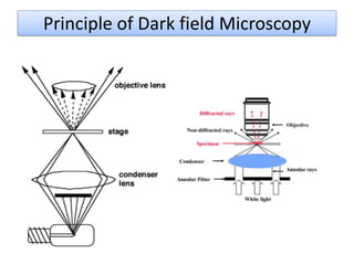 Dark field microscopy | PDF