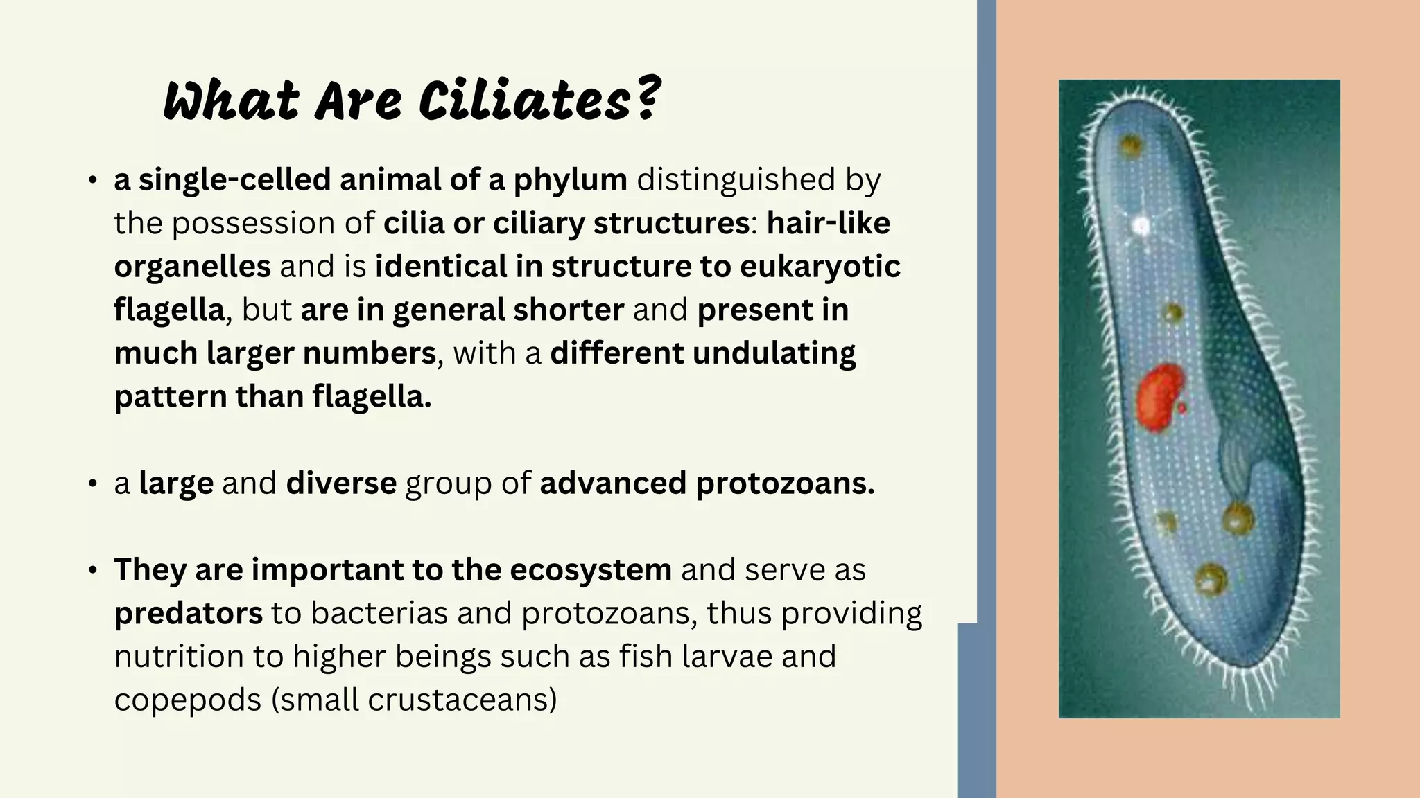 Ciliates Study | PPTX