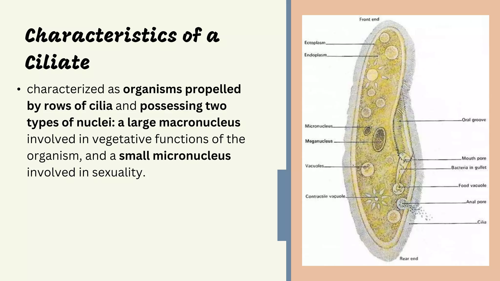 Ciliates Study | PPT