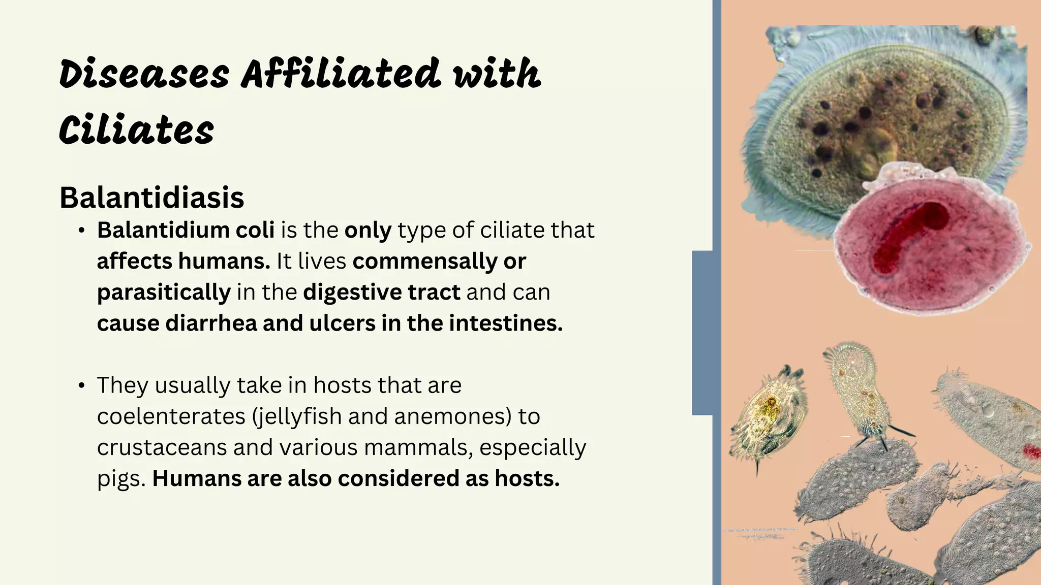 Ciliates Study | PPTX