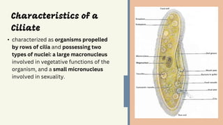 Ciliates Study | PPT