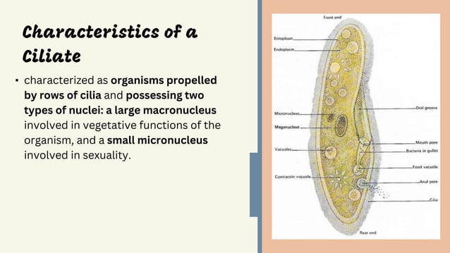 Ciliates Study | PPT