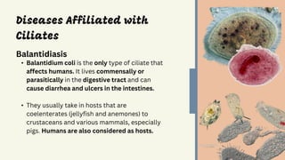 Ciliates Study | PPT