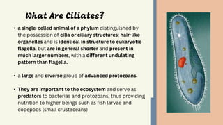 Ciliates Study | PPT