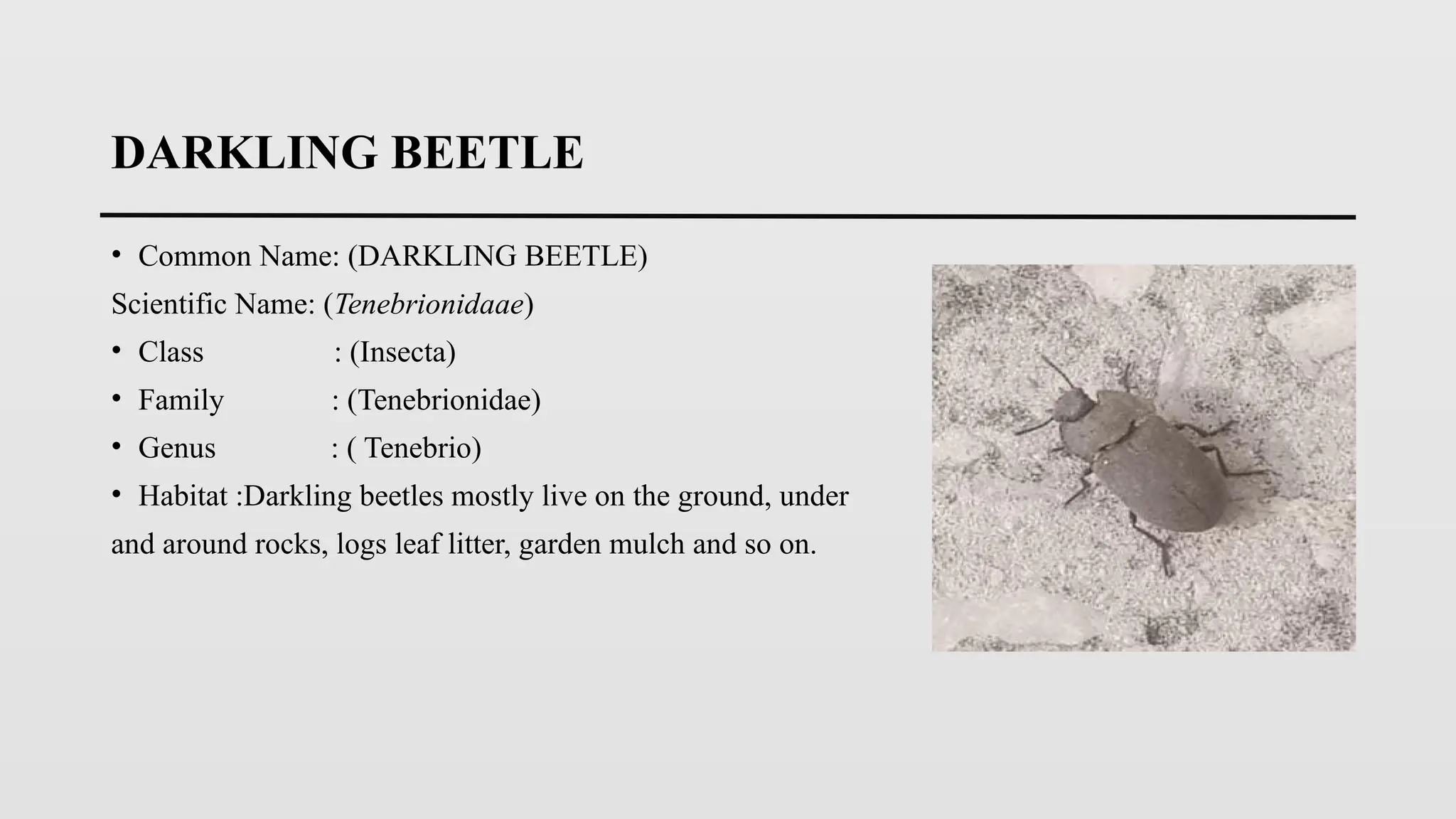 DARKLING BEETLE.pptx that arenot using tis | PPTX