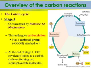 Dark reaction | PDF