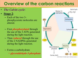 Dark reaction | PDF