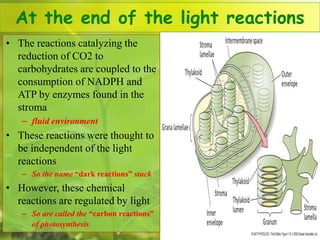 Dark reaction | PDF