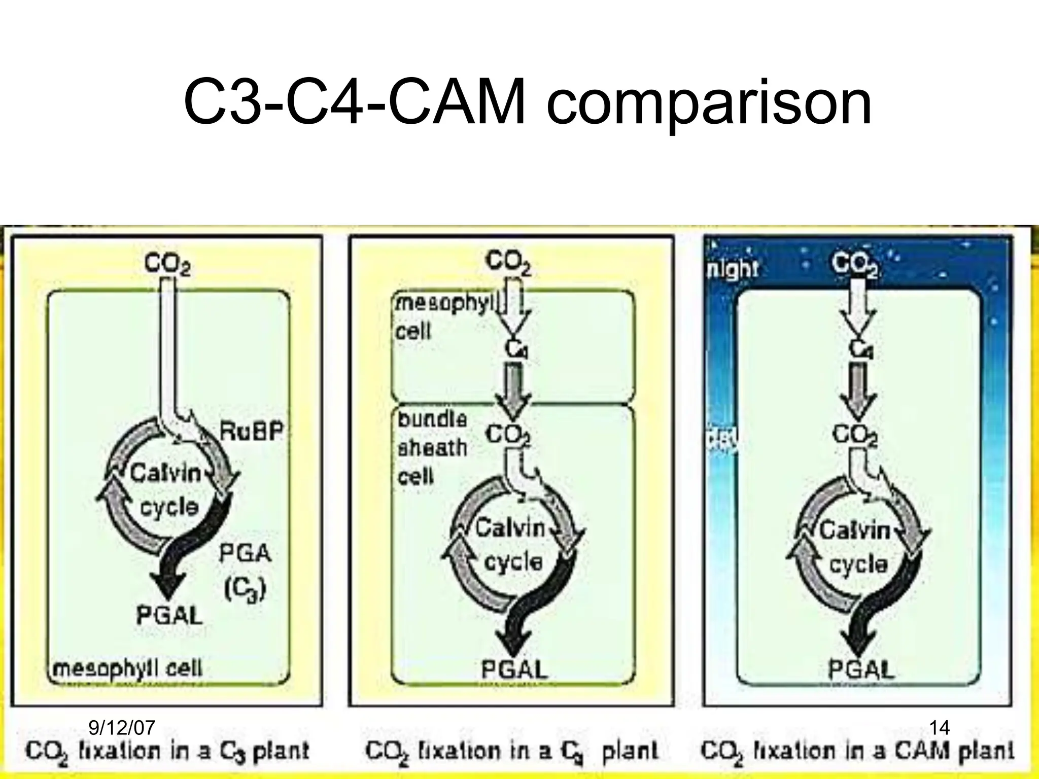 Dark reaction-C3-C4-CAM-partways.pptx | Biological Sciences | Science