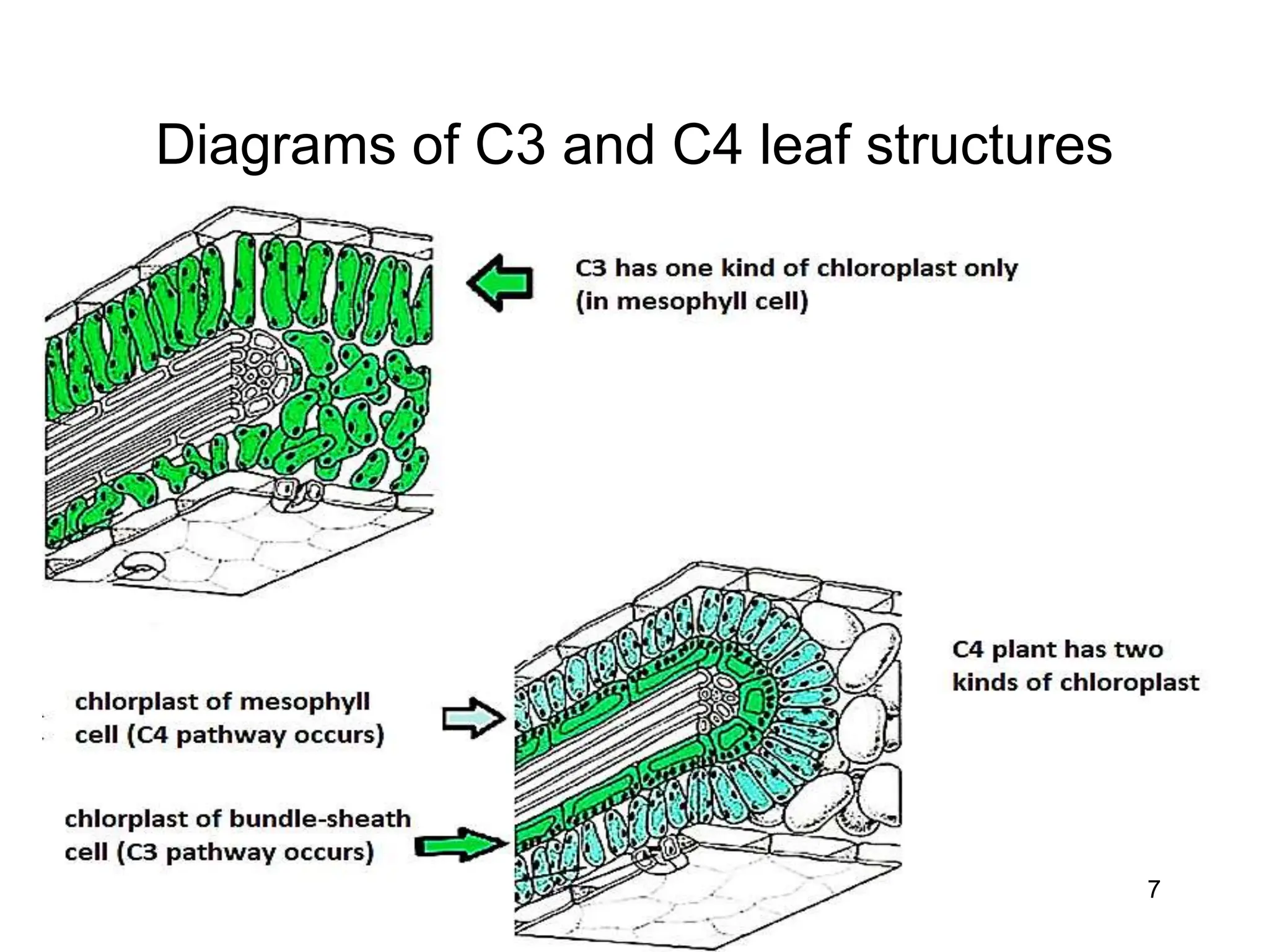 Dark reaction-C3-C4-CAM-partways.pptx | Biological Sciences | Science
