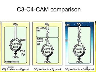 Dark reaction-C3-C4-CAM-partways.pptx | Biological Sciences | Science