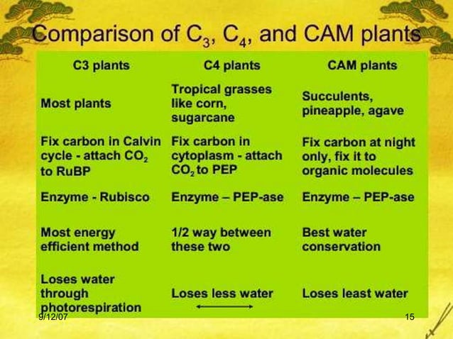 Dark reaction-C3-C4-CAM-partways.pptx | Biological Sciences | Science