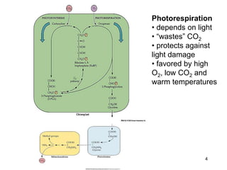 Dark reaction-C3-C4-CAM-partways.pptx | Biological Sciences | Science